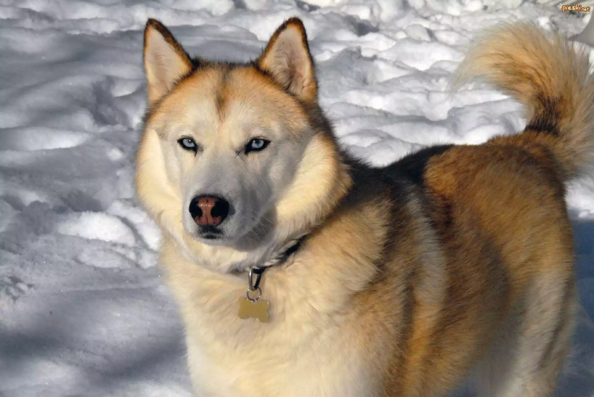Pies Siberian Husky Sobolowe Umaszczenie Pies Siberian Husky Sobolowe Umaszczenie